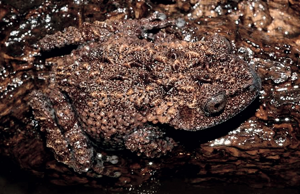 Веслоногие лягушки | Наука и жизнь